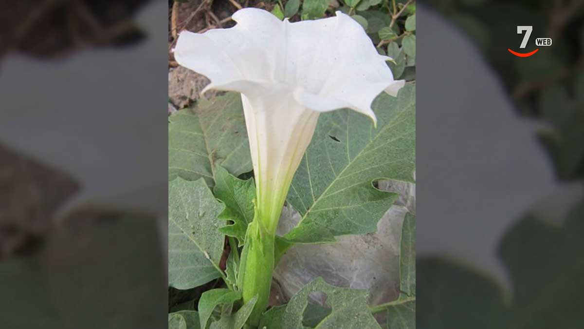 Los efectos y las consecuencias legales de la burundanga - cyltv.es