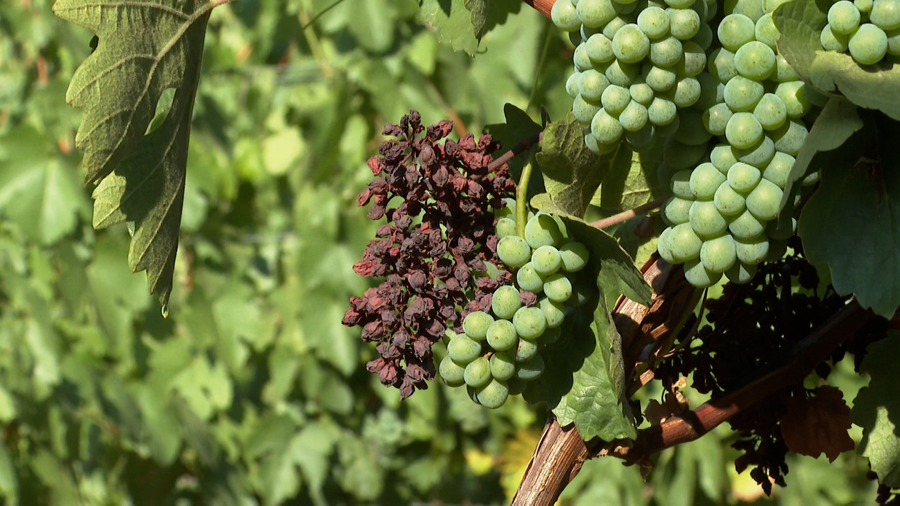 Uvas abrasadas y racimos totalmente perdidos por culpa de las altas ...