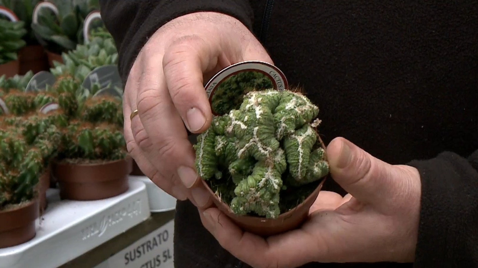 Los cactus más raros del mundo: brillan en la oscuridad y no pinchan ...