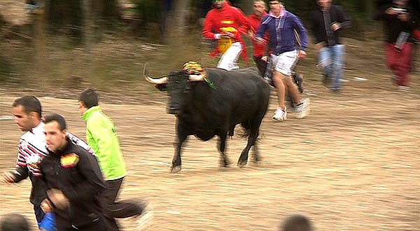 El jurado declara nulo el festejo del Toro de la Vega al incumplirse ...