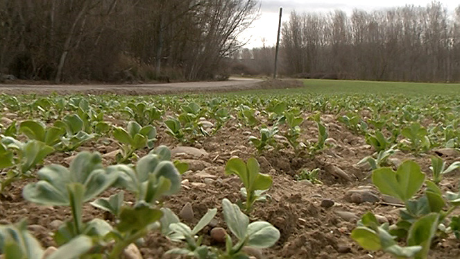 'Alberjón', una alternativa en el regadío - cyltv.es