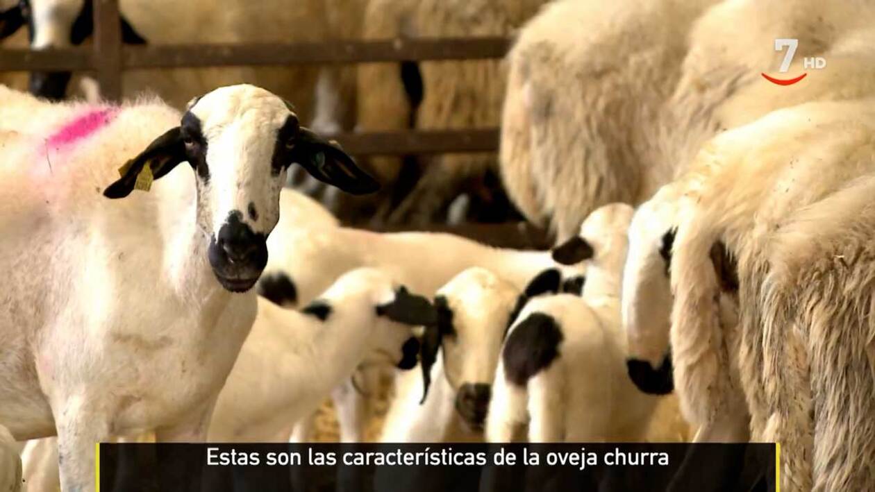 Por qué es tan especial la oveja churra en Castilla y León - cyltv.es