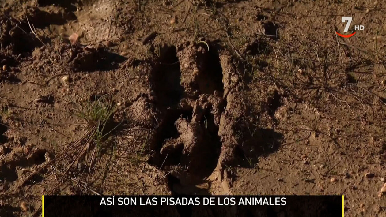 Los trucos de Chema Ramón para diferenciar las huellas de los animales ...