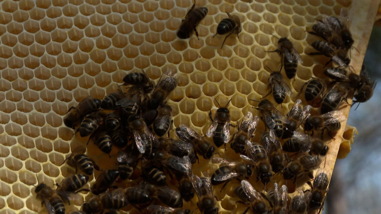 La sequía amenaza a la abeja, el ser vivo más importante del planeta ...
