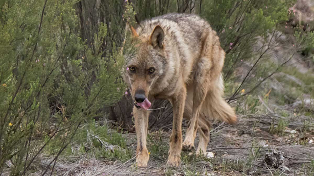Un ataque de lobos mata a 13 ovejas y causa más de 35 animales heridos ...