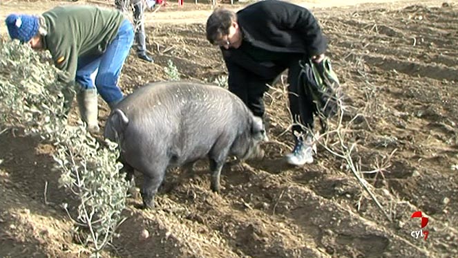 La hembra de cerdo ibérico, infalible en la búsqueda de trufas negras ...